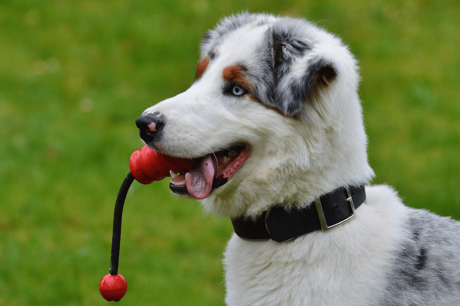 The 34 Best Dog Shed Kennel Ideas - My Barnyard